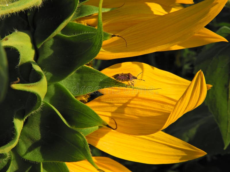 Taruga-de-vidro Dolycoris Baccarum No Girassol. Foto de Stock - Imagem ...