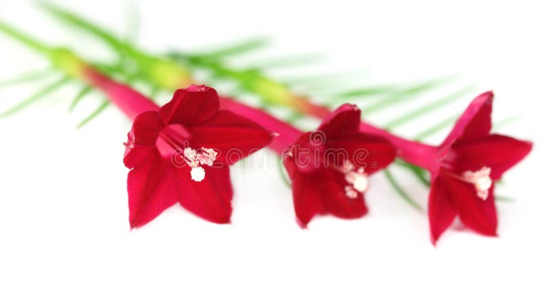 Tarulata Flower Over White Ba Stock Photo - Image of colorant, herbal ...