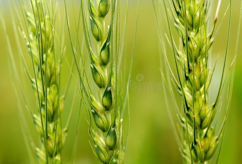 De close-up van de tarwe stock afbeelding. Image of organisch - 2657753