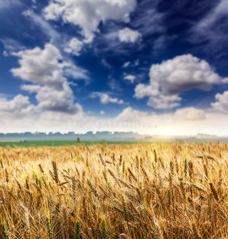 Tarwe stock foto. Image of plantkunde, brood, landschap - 103699136