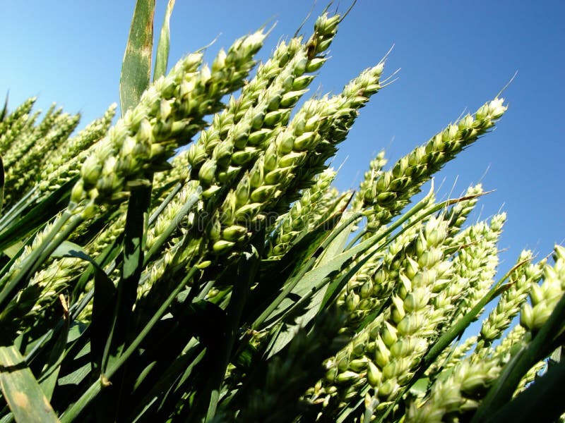 Tarwe stock foto. Image of gewas, tarwe, aren, groei, brood - 10660