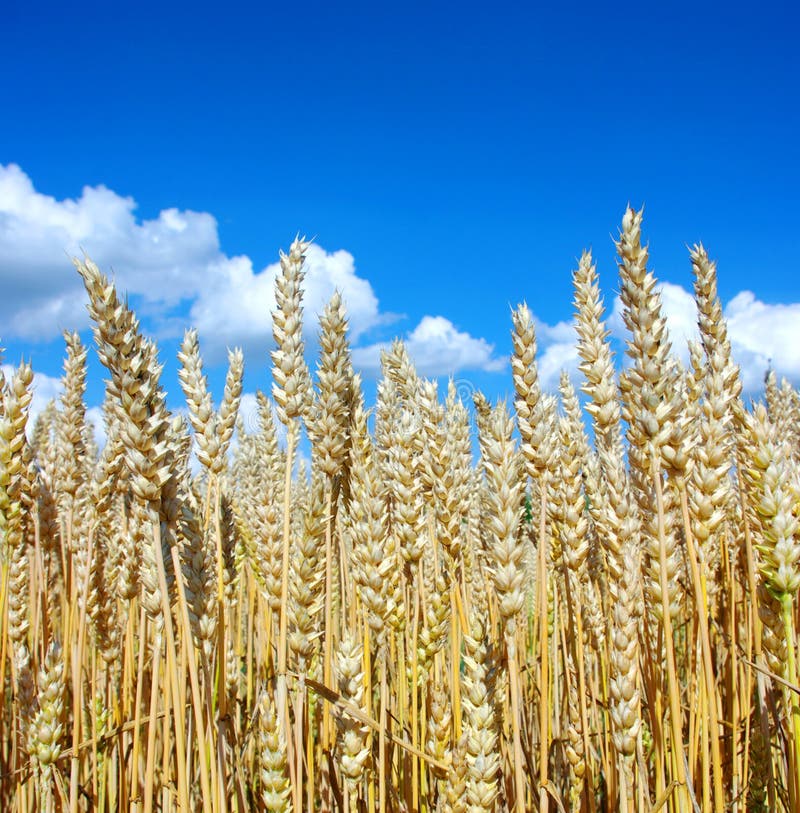 Tarwe stock foto. Image of stammen, zaad, stro, groei - 11036278