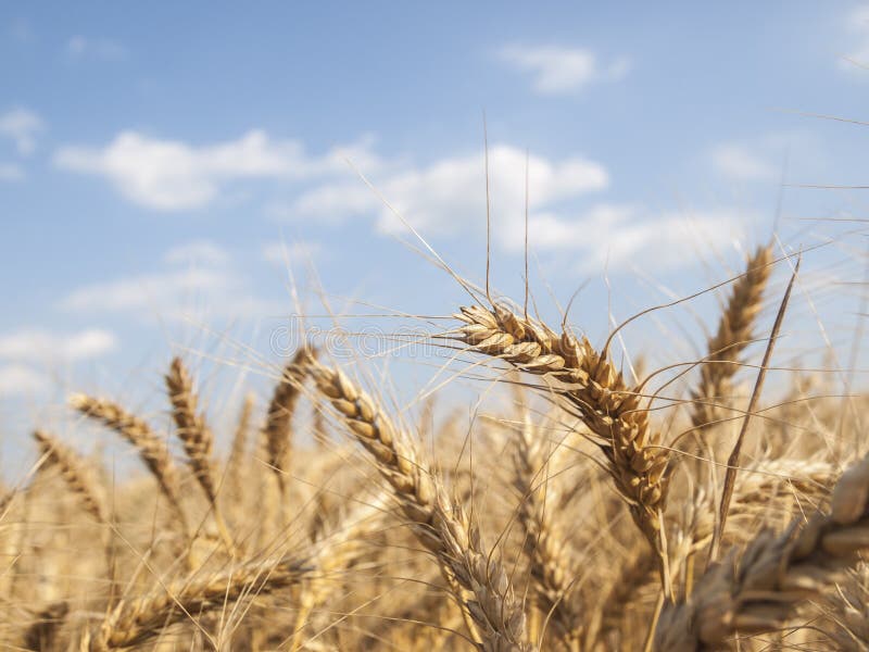 Tarwe stock foto. Image of landschap, nave, organisch - 110528014