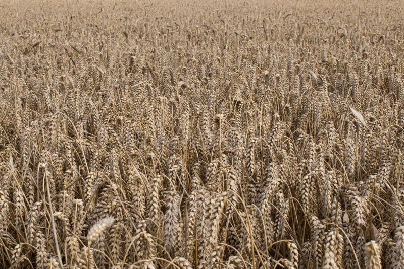 Tarwe stock foto. Image of gewas, volledig, achtergronden - 115004244