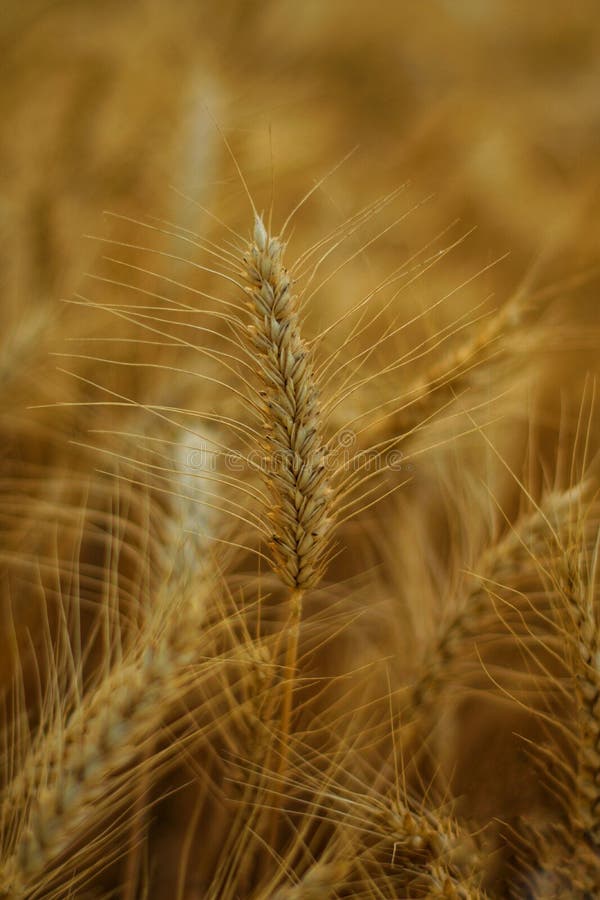 Tarwe stock foto. Image of installaties, gebieden, goud - 117164846