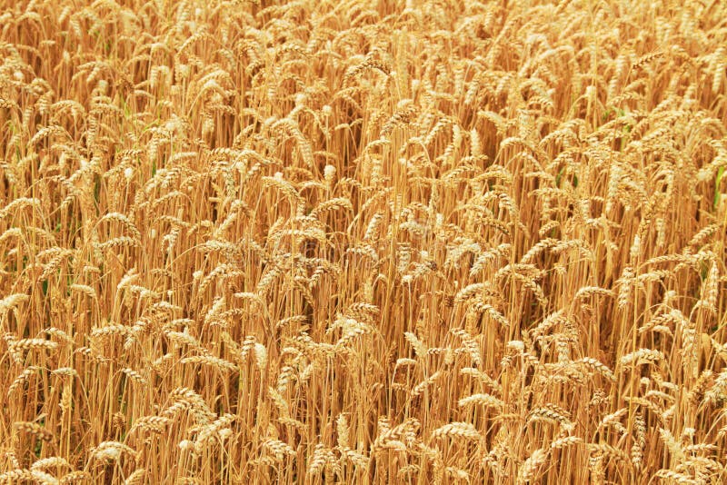 Tarwe. stock foto. Image of stam, nave, sinaasappel, gebied - 15480972