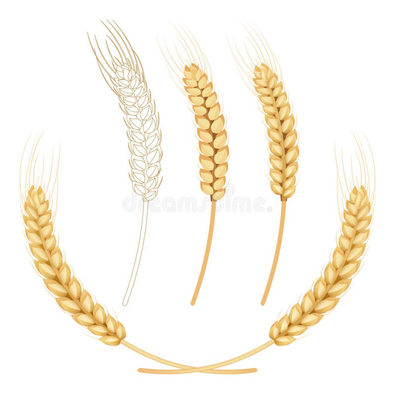 De Orenpictogrammen Van De Tarwe Vector Illustratie - Illustration of ...