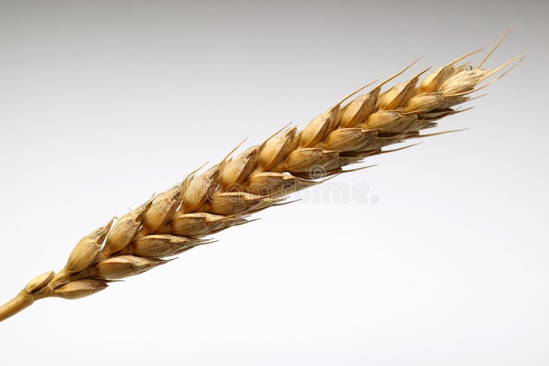 Een aar van tarwe stock foto. Image of korrels, gebied - 2806754