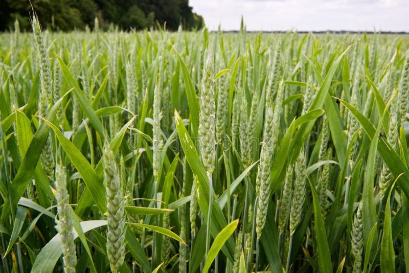 Tarwe stock foto. Image of stam, installatie, landelijk - 31965584