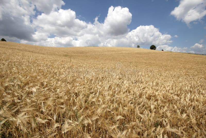 Tarwe stock foto. Image of bier, gezond, rijp, groei - 33915654