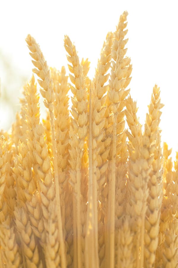 Tarwe stock afbeelding. Image of zomer, naughty, groei - 34066979