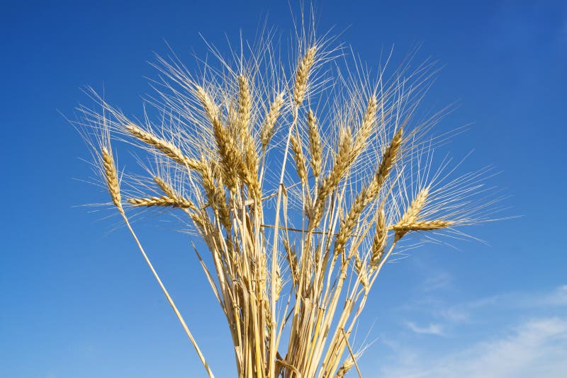 Tarwe stock afbeelding. Image of landschap, openlucht - 40794645