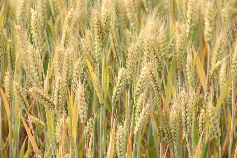 Op Het Gebied Van De Tarwe Van De Tarwewinter Stock Foto - Image of ...