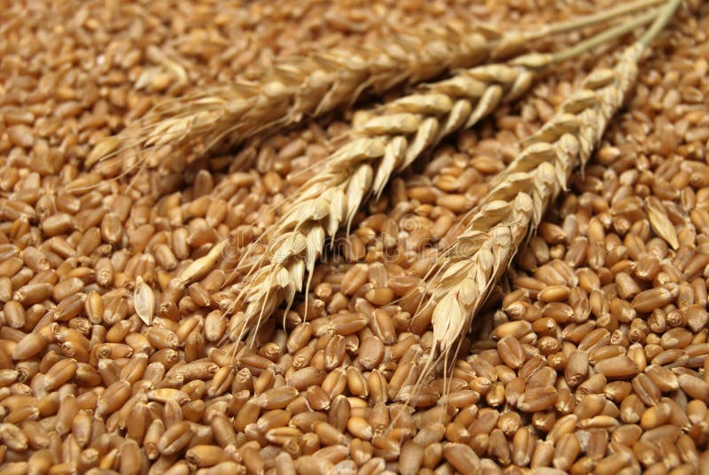 Tarwe stock afbeelding. Image of voedsel, macro, achtergronden - 4317379