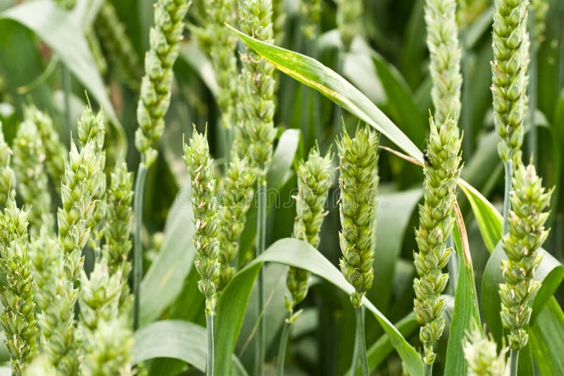 Tarwe stock afbeelding. Image of oogst, macro, land, sluit - 4915063