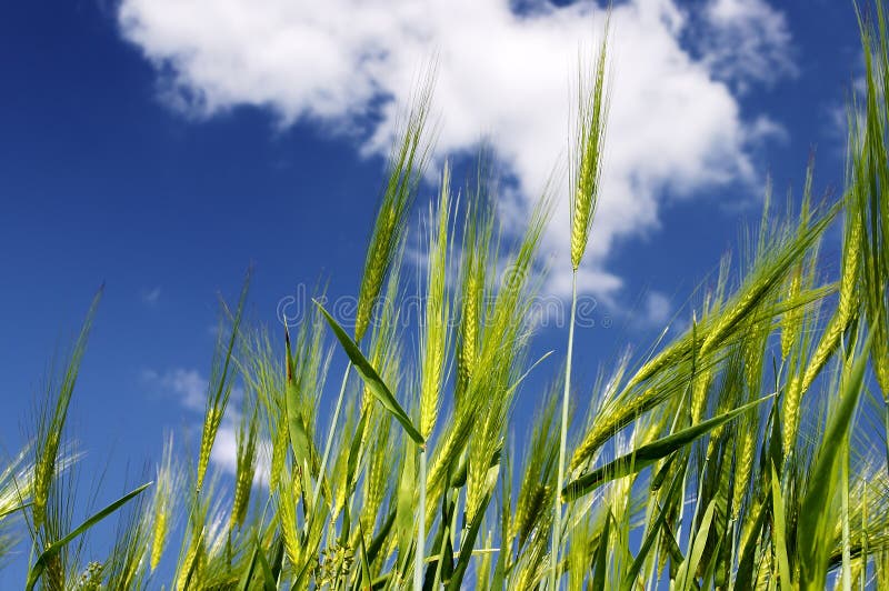 Tarwe stock foto. Image of milieu, kruid, groen, idyllisch - 5458926