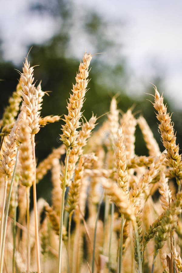 Tarwe stock foto. Image of gebied, nave, rogge, groen - 61483924