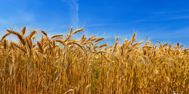 Tarwe stock foto. Image of graan, zomer, tarwe, korrel - 62552600