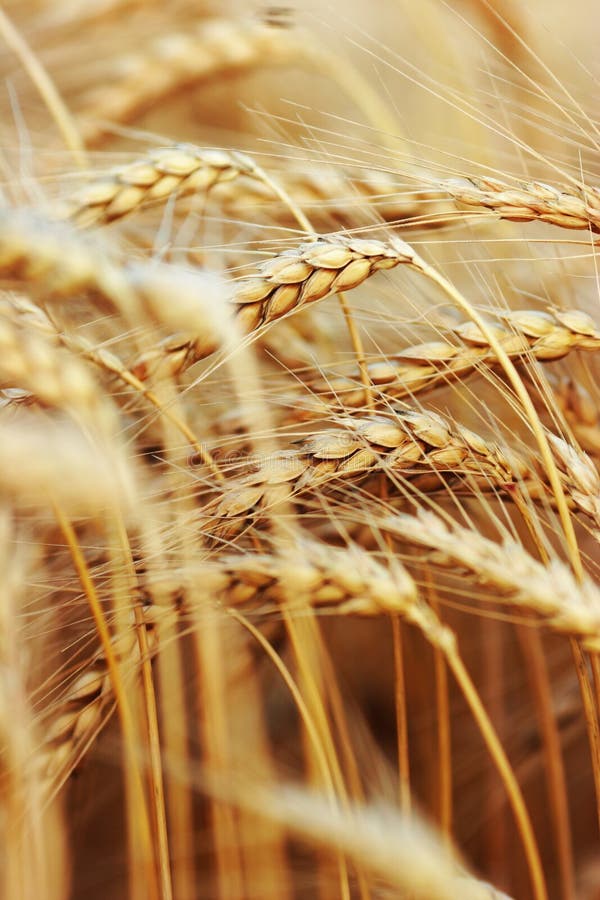Tarweveld stock foto. Image of gewas, industrie, rijp - 5977368