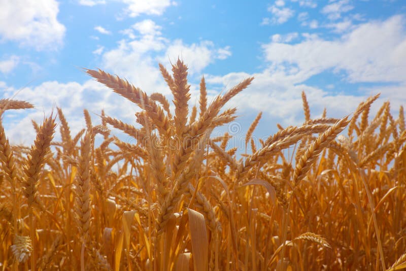Tarwe in De Velden Voor Het Hele Frame Stock Foto - Image of stro ...