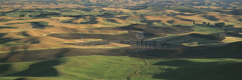 Tarwe en Gerst stock afbeelding. Image of hierboven, gras - 23175495