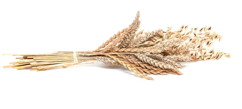 Tarwe en gerst op wit stock afbeelding. Image of goud - 36445853