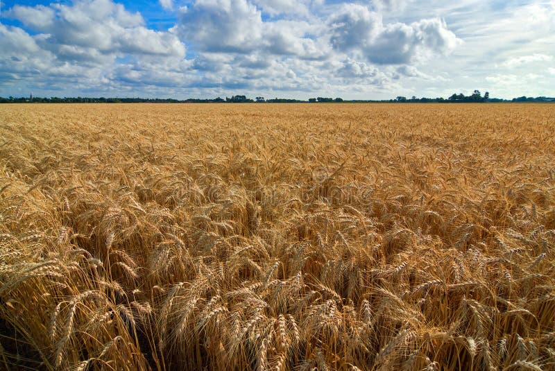 Tarwe op een gebied stock afbeelding. Image of rogge - 12846065
