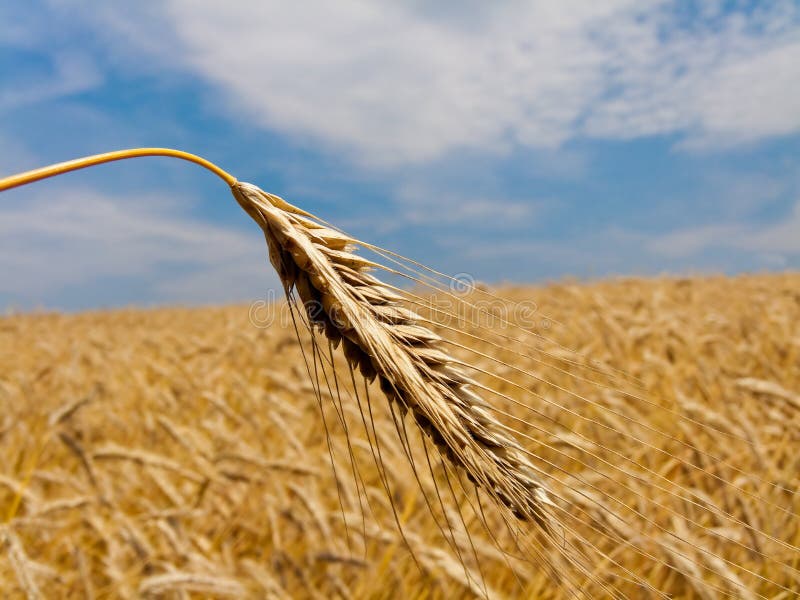 Tarwe Op Een Gebied Van De Tarwe Stock Foto - Image of korrel, nadruk ...