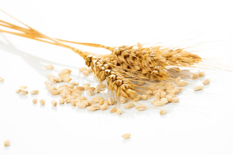 Oren Van Tarwe Op Een Tarwekorrels Stock Foto - Afbeelding bestaande ...