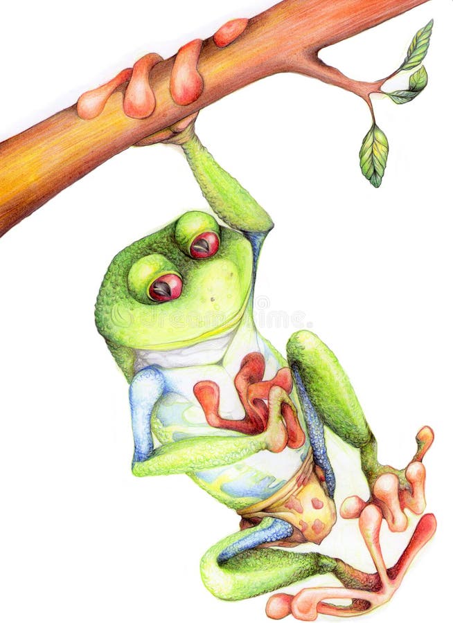 Tarzan frog stock illustration. Illustration of tarzan - 19126308