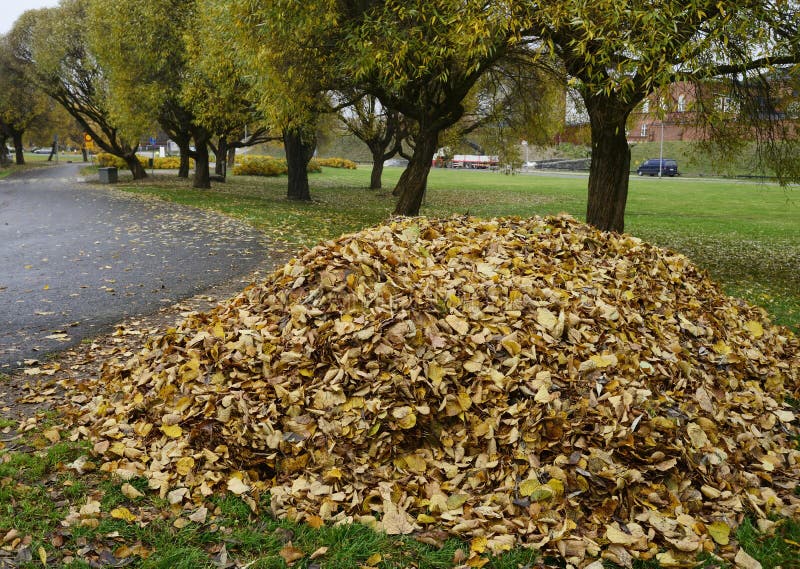 Tas Des Feuilles D Automne Jaunes Photos Stock - Téléchargez 164 Photos ...