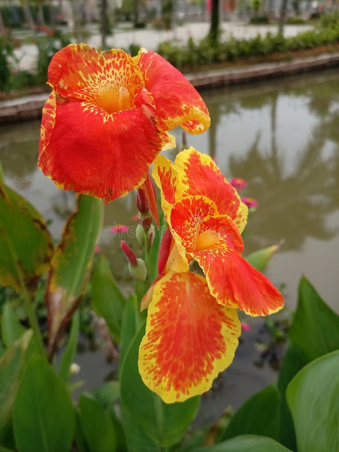 Tasbih Flower Indonesia Flora Red Stock Photo - Image of flower, flora ...
