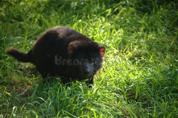 Tasman devil stock image. Image of tasman, australia - 81305779