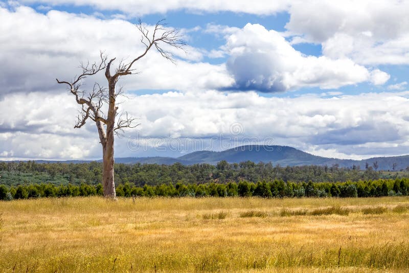 Tasmania Landscape stock image. Image of forest, country - 38428413