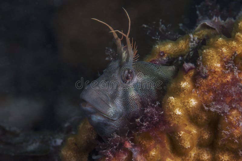 Tasmanian Blenny Hiding Inside Empty Razorfish Shell Stock Photo ...