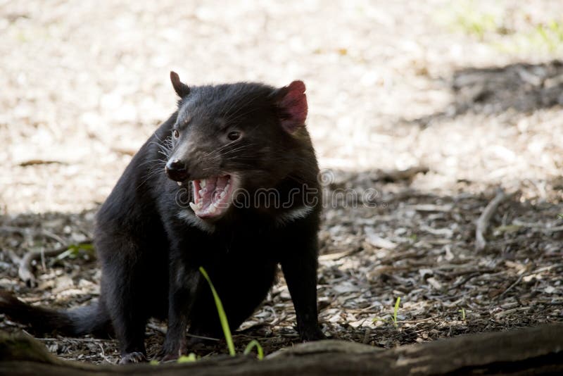 The Tasmanian Devi Has Sharp Teeth for Eating Meat Stock Image - Image ...