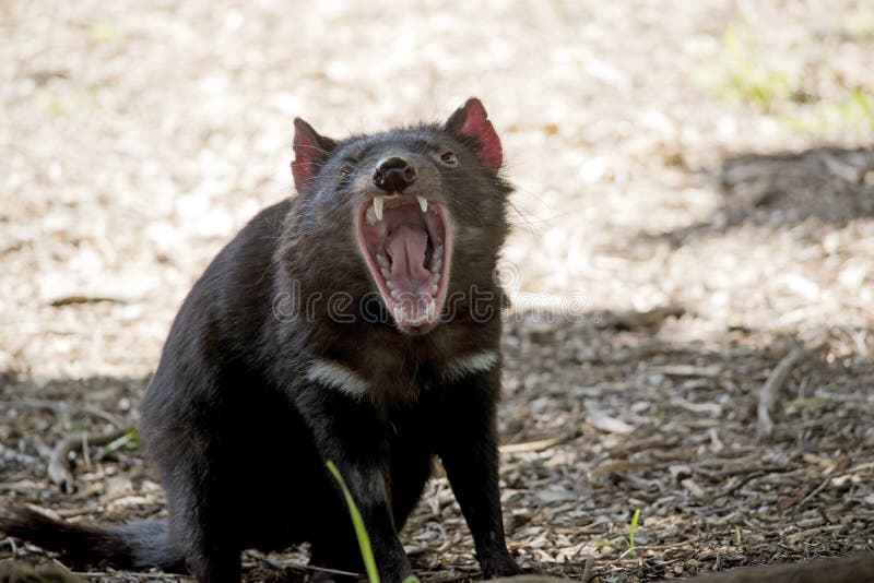 The Tasmanian Devi Has Sharp Teeth for Eating Meat Stock Image - Image ...