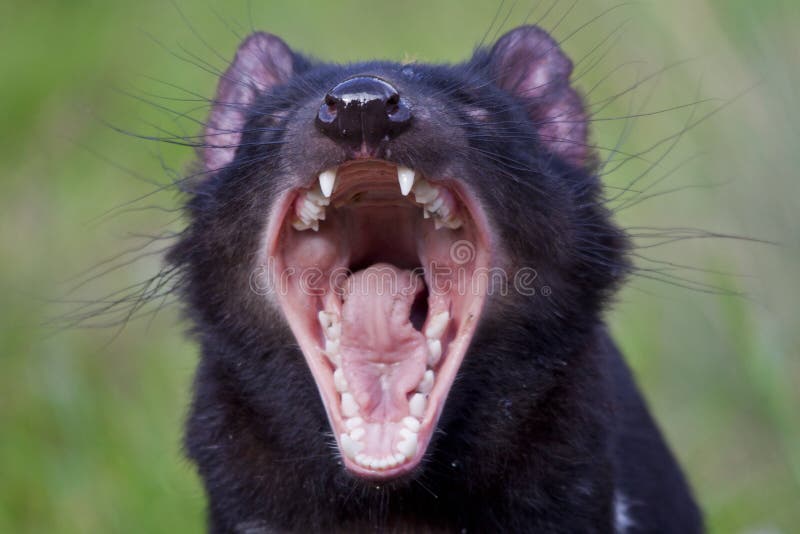 Tasmanian Devil stock image. Image of black, mouth, tasmanian - 18877535
