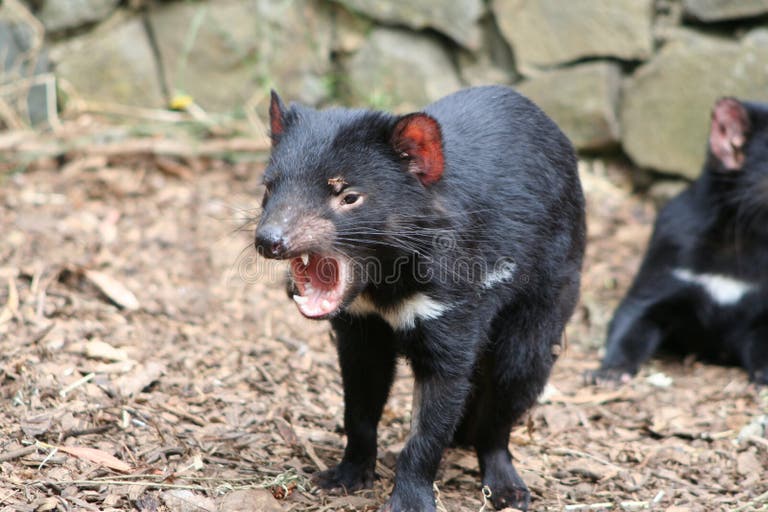 107,078 Devil Squarel Stock Photos - Free & Royalty-Free Stock Photos ...