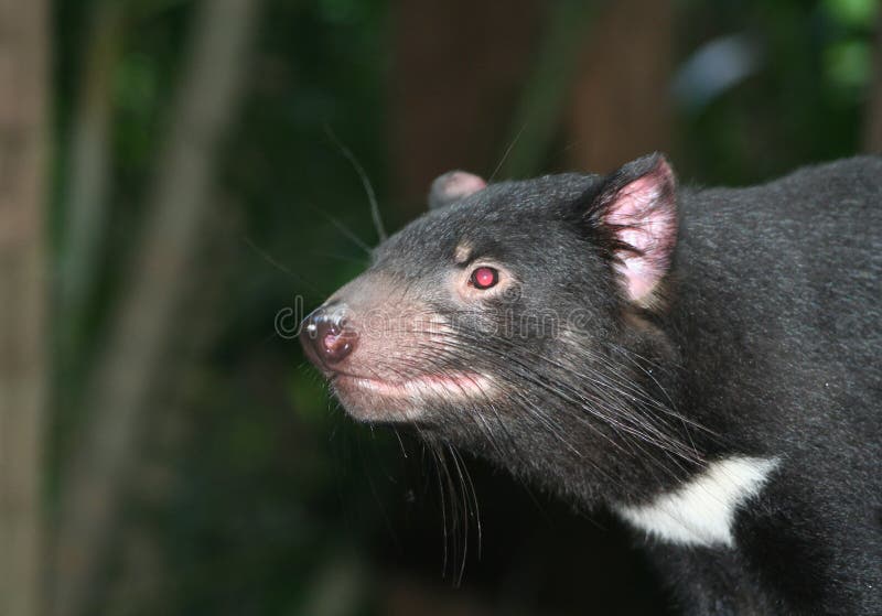 Tasmanian Devil stock photo. Image of rodent, animal, devil - 997714
