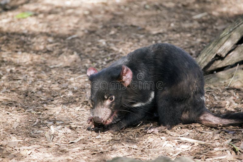 Tasmanian Devil Eating Stock Photos - Free & Royalty-Free Stock Photos ...