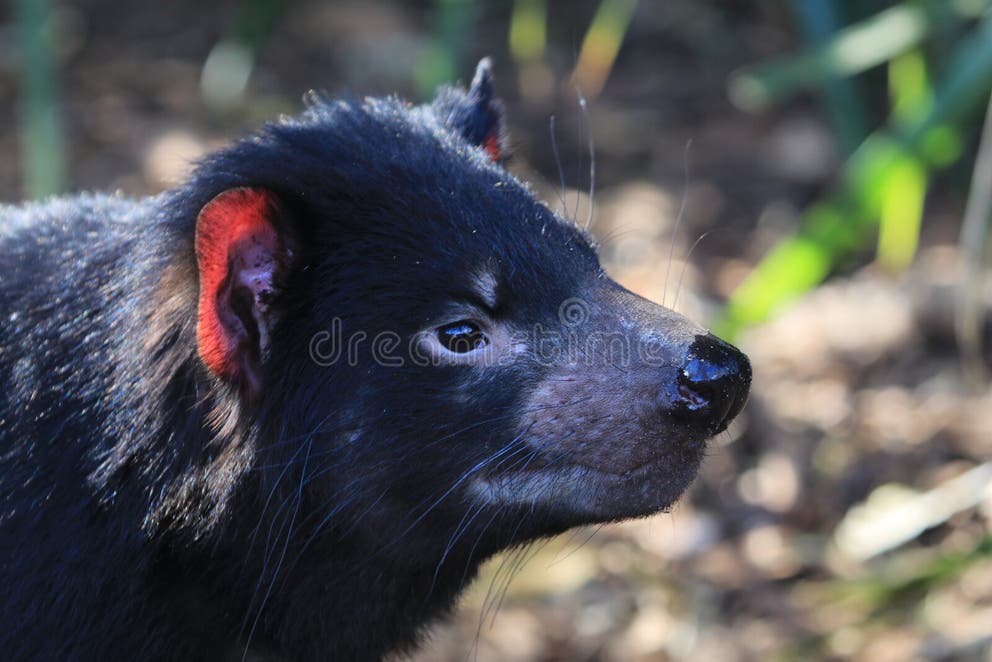 Tasmanian Devil Face stock image. Image of ears, devil - 44715951