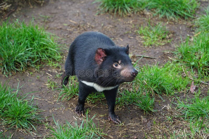 Tasmanian devil in a field stock photo. Image of park - 257907262