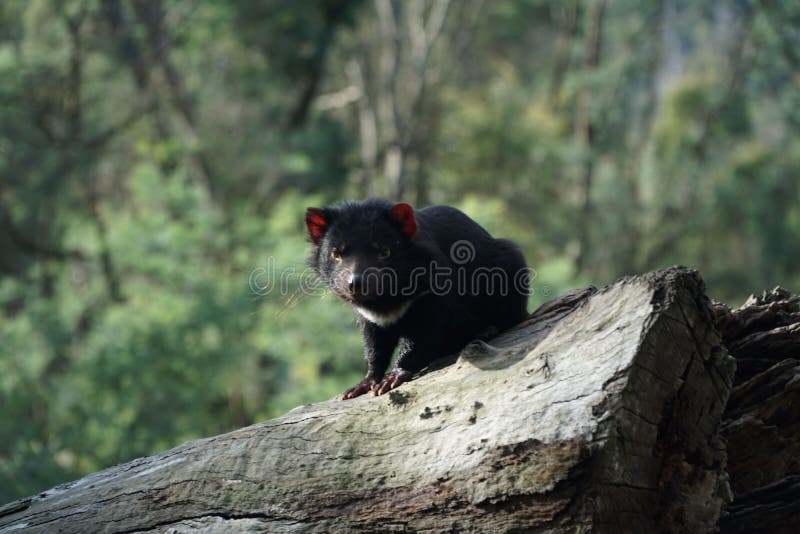 Tasmanian devil on a log stock photo. Image of endangered - 257907264