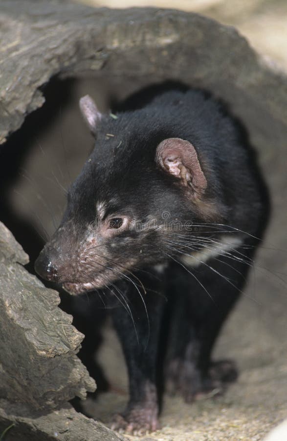 Tasmanian Devil in log stock photo. Image of wild, devil - 30846388
