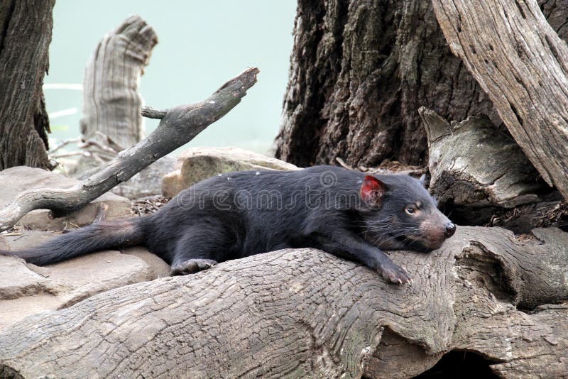 Tasmanian Devil stock image. Image of leaves, nature - 76173923