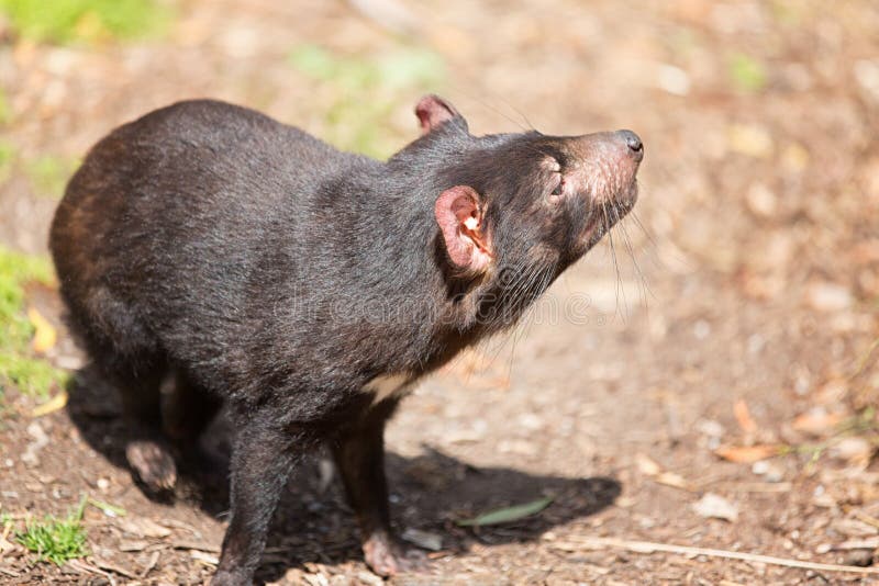 Sarcophilus Harrisii Known As Tasmanian Devil in Australia Stock Image ...