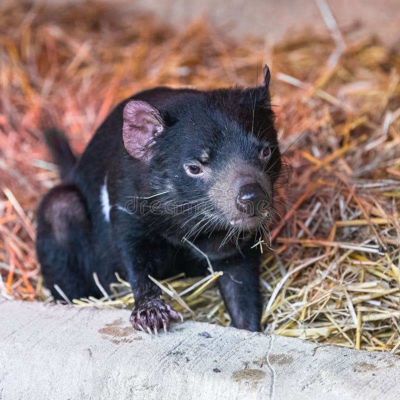 A Tasmanian devil, animal stock image. Image of beast - 271022675