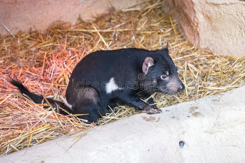 A Tasmanian devil, animal stock photo. Image of adult - 271022680