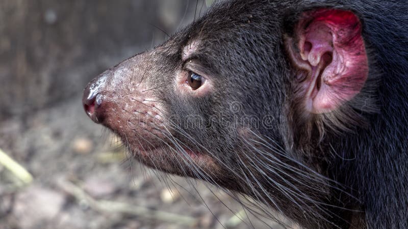 Tasmanian devil stock image. Image of aggressive, sarcophilus - 46865077